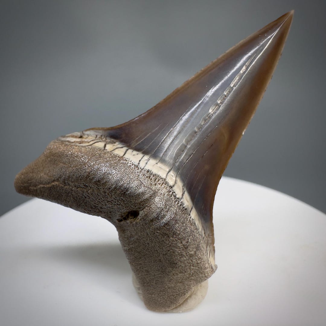 1.74" Fossil Isurus Hastalis Shark Tooth - Extinct Mako, Peru - Etsy