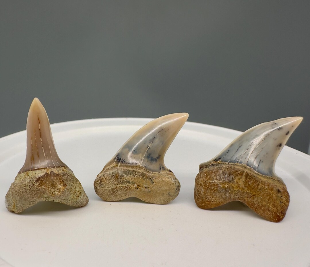 3 Colorful Fossil Extinct HOOKED-TOOTH Mako Teeth - Bakersfield, CA - Etsy