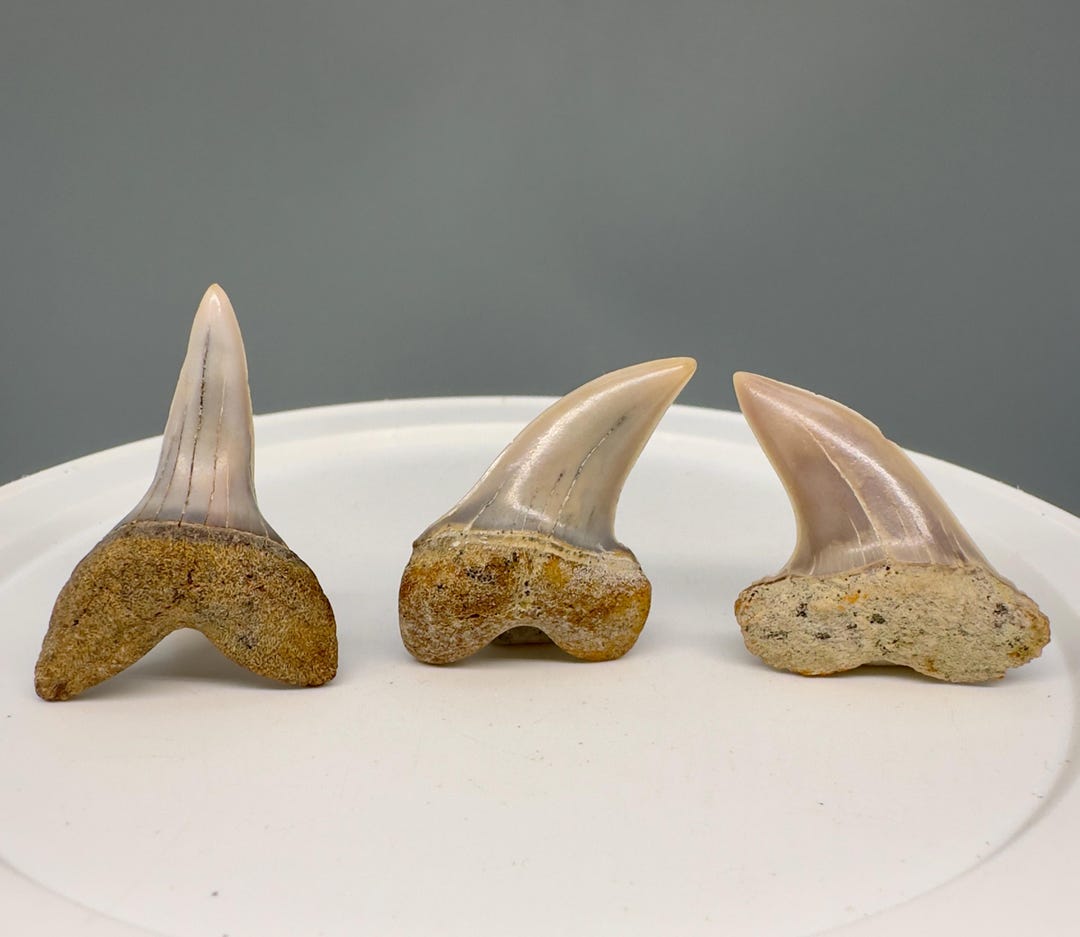 3 Colorful Fossil Extinct HOOKED-TOOTH Mako Teeth - Bakersfield, CA - Etsy