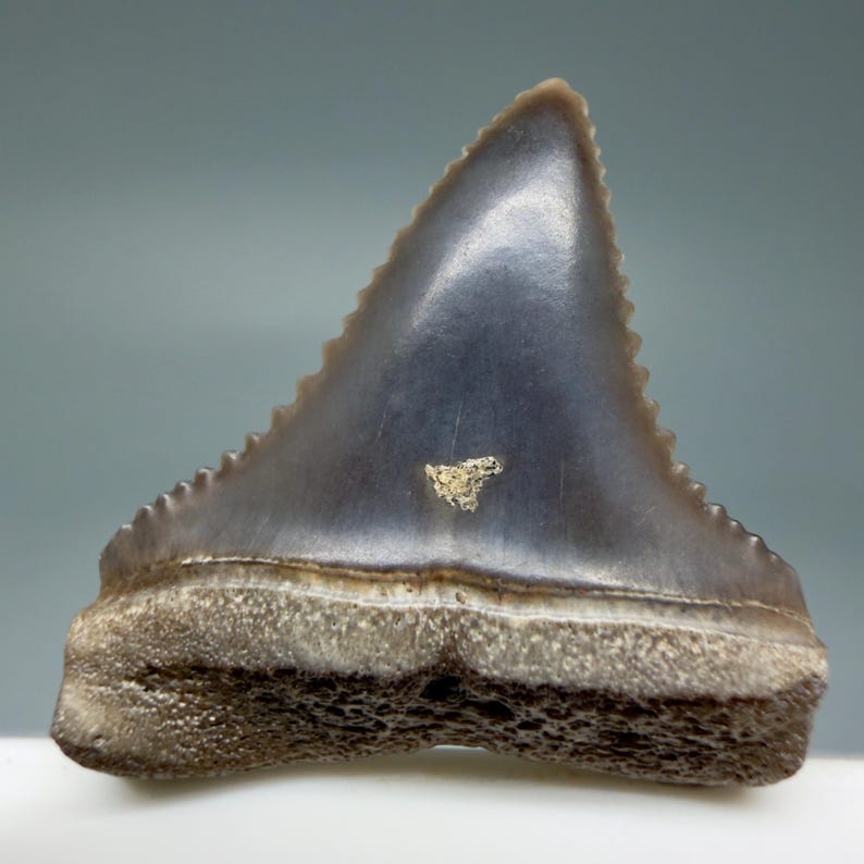 Fossil White Shark Tooth – 1.00" Serrated Peru Carcharodon Carcharias ...