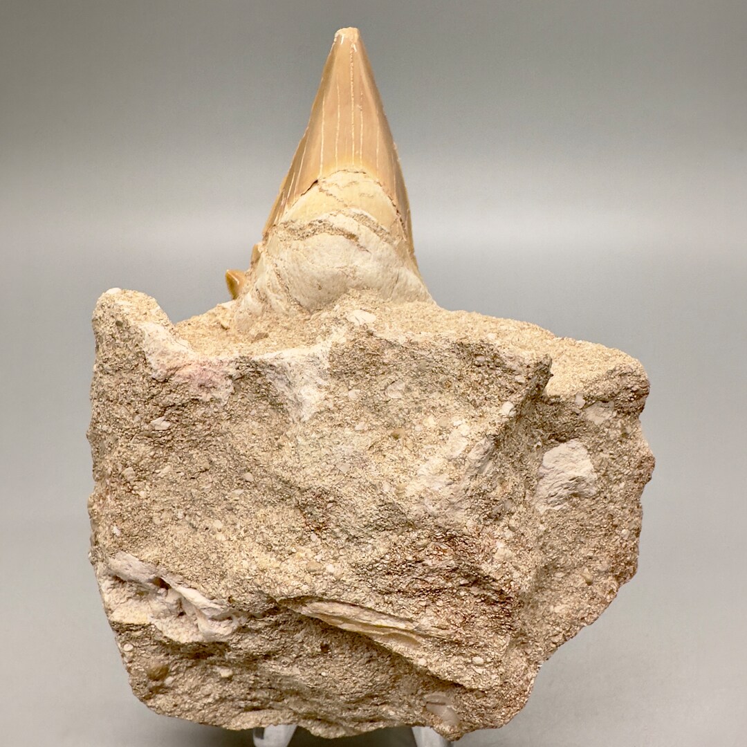 Gorgeous, in Matrix 2.59" Fossil EXTINCT Mackerel Shark Tooth - Morocco ...