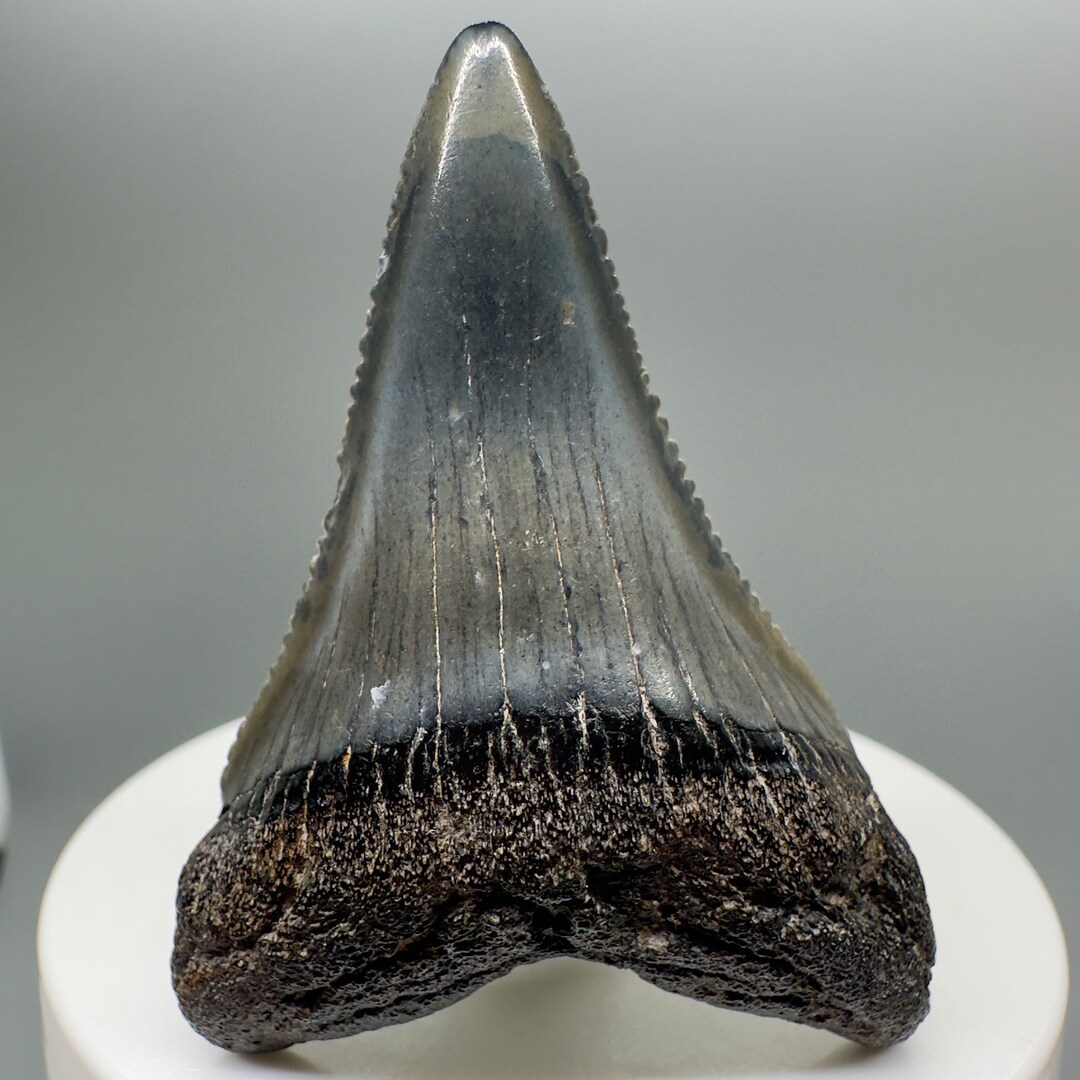 Serrated White Shark Tooth Fossil (2.24"), South Carolina Pliocene Era ...