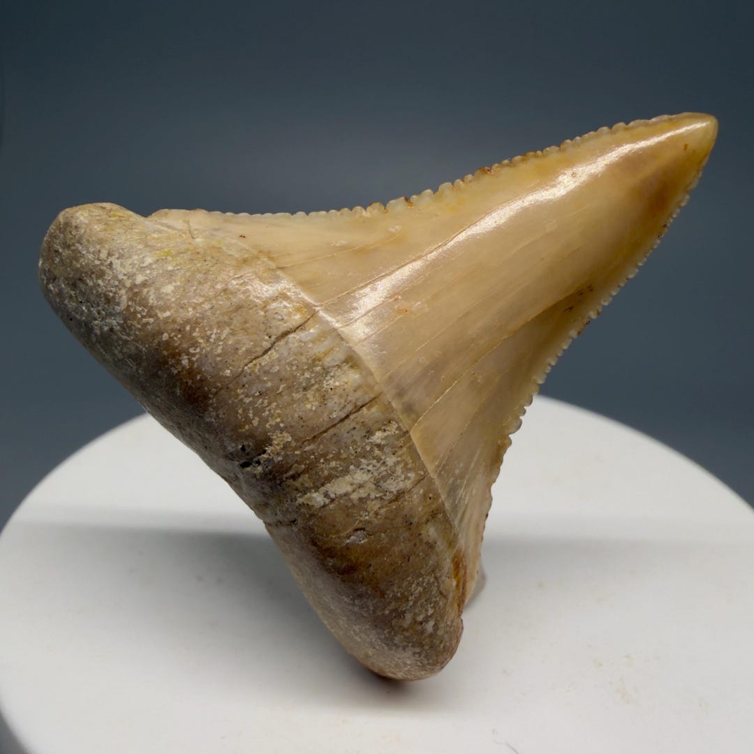 Fossil Great White Shark Tooth – 1.69” Carcharodon Carcharias From Peru ...