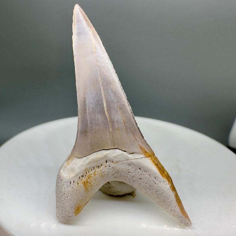 Rare, Colorful 1.77 Fossil EXTINCT MAKO Shark Tooth Peru - Etsy