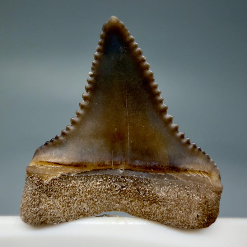 Fossil White Shark Tooth – 1.00" Serrated Peru Carcharodon Carcharias ...