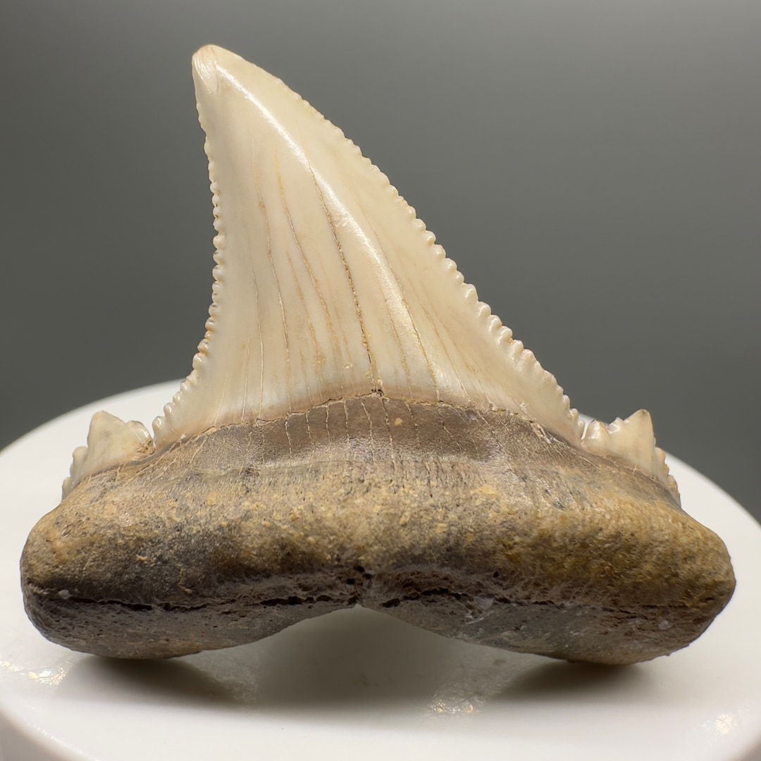 Wicked Serrations 1.77" Fossil Auriculatus Shark Tooth - Kazakhstan - Etsy