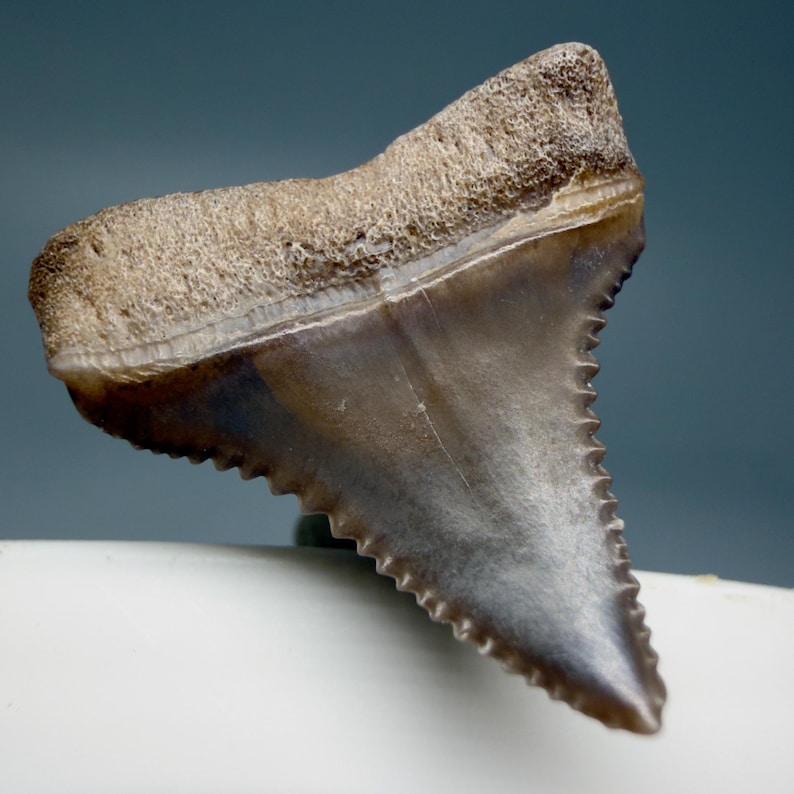 Fossil White Shark Tooth – 1.00" Serrated Peru Carcharodon Carcharias ...