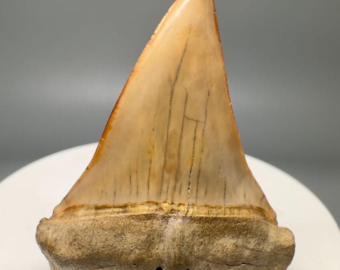 1.80" Fossil Isurus Hastalis Shark Tooth - Extinct Mako, Peru - Etsy