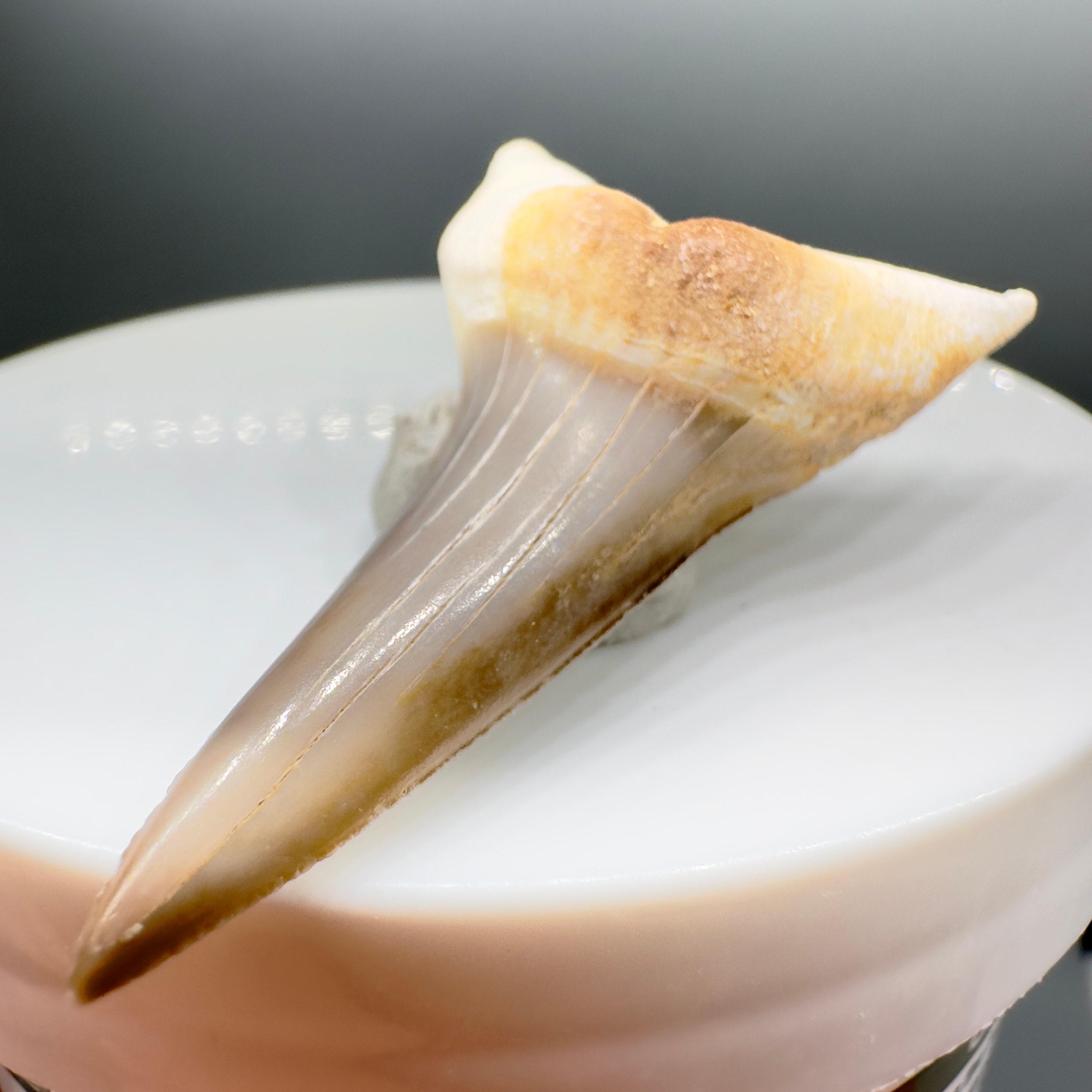 Rare, Colorful 1.77 Fossil EXTINCT MAKO Shark Tooth Peru - Etsy