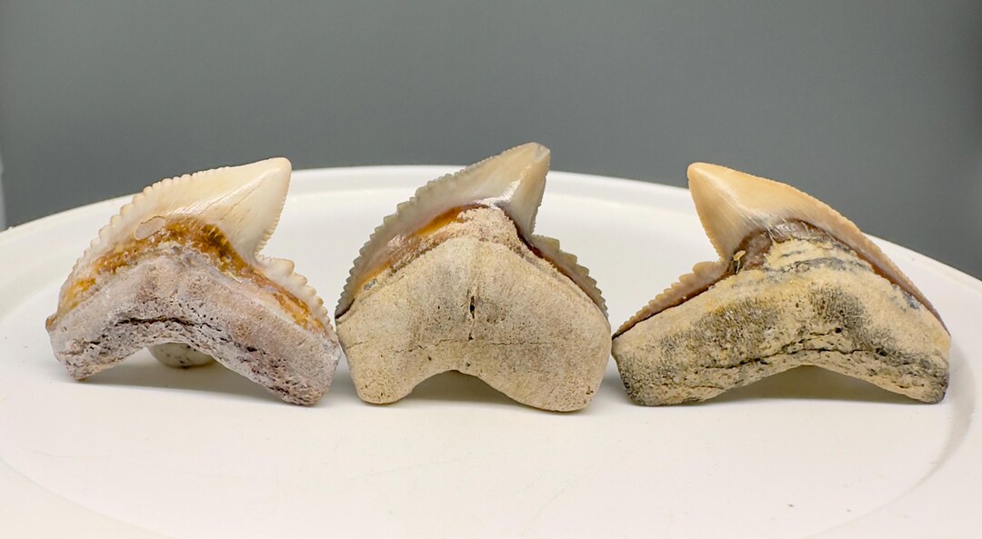3 Colorful Fossil Galeocerdo Cuvier - Tiger Shark - Bone Valley, FL - Etsy