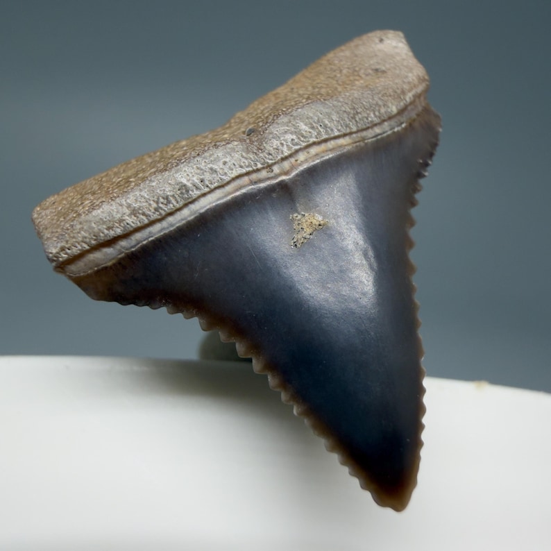 Fossil White Shark Tooth – 1.00" Serrated Peru Carcharodon Carcharias ...