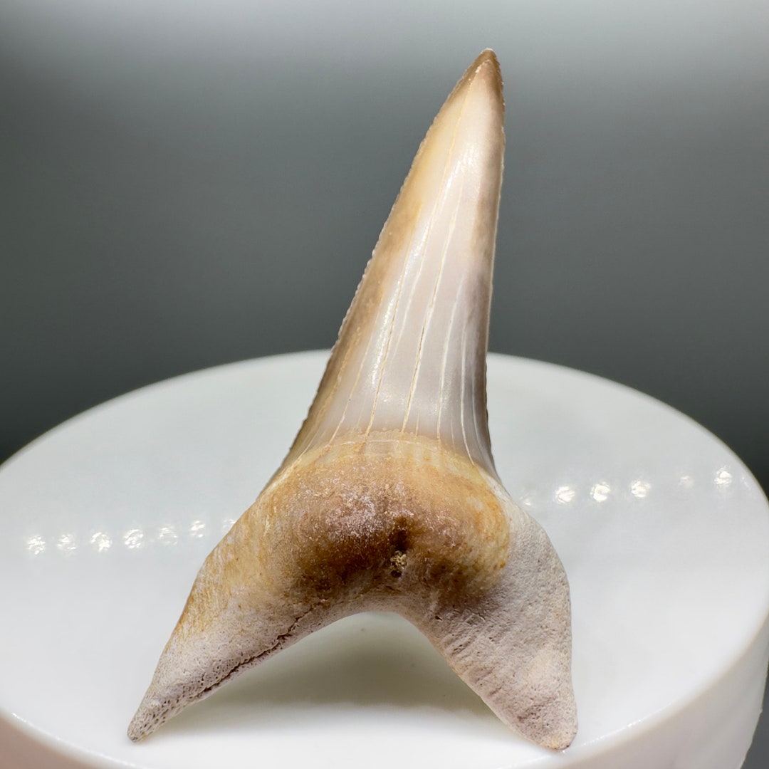 Rare, Colorful 1.77" Fossil EXTINCT MAKO Shark Tooth - Peru - Etsy