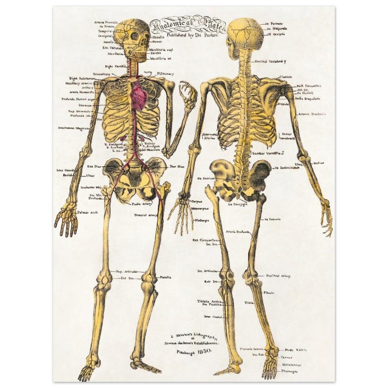 Vintage Anatomical Human Skeleton Poster - 1830's Labeled Skeleton ...