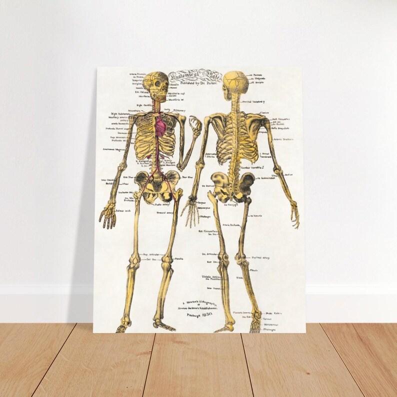 Vintage Anatomical Human Skeleton Poster - 1830's Labeled Skeleton ...