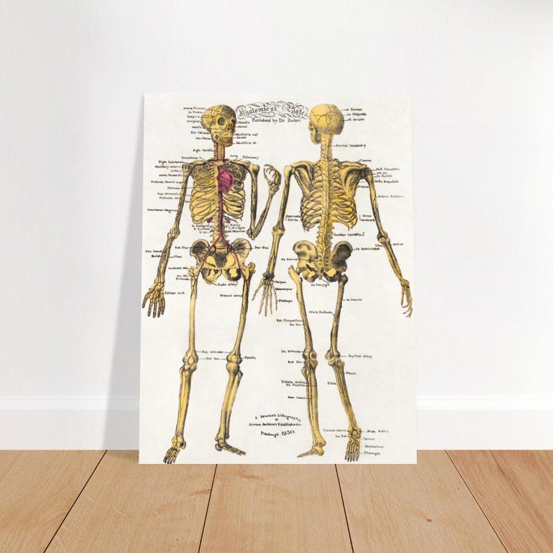 Vintage Anatomical Human Skeleton Poster - 1830's Labeled Skeleton ...