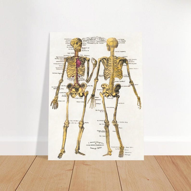 Vintage Anatomical Human Skeleton Poster - 1830's Labeled Skeleton ...