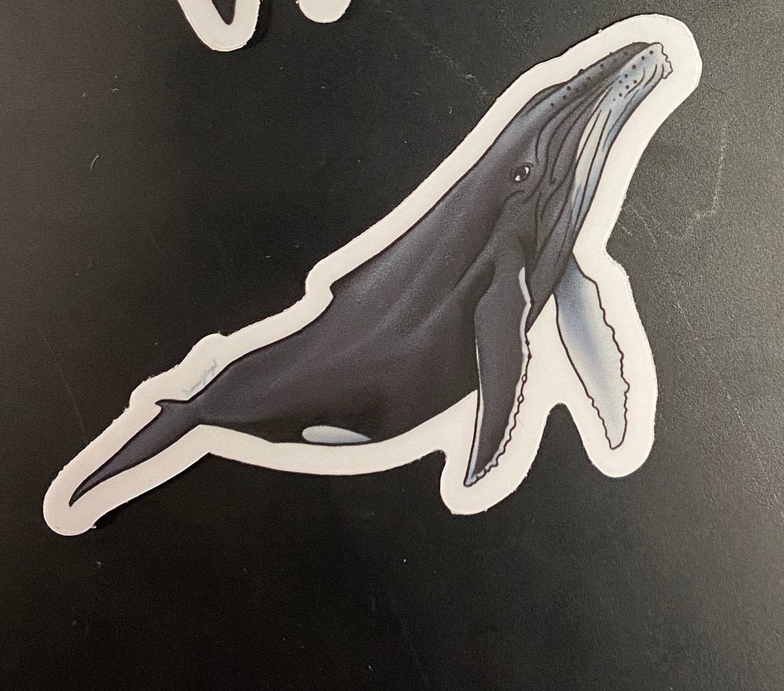 Humpback Whale Sticker - Marine Life, Sea Life, Marine Biology, Laptop ...