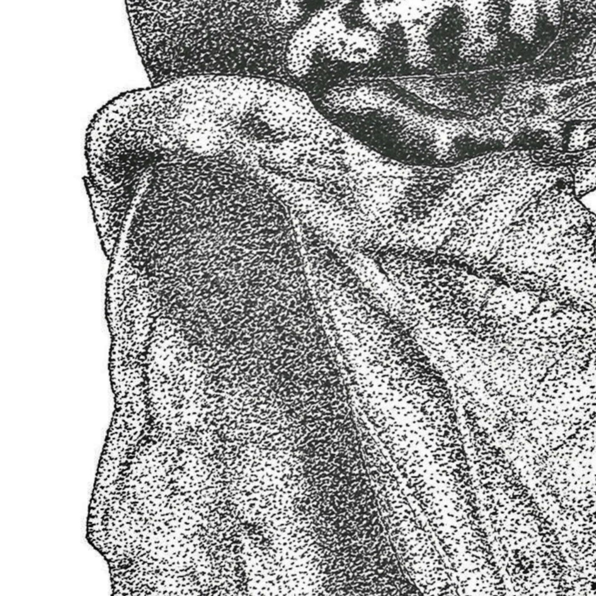 Pointillism Poison Dart Frog Print - Etsy