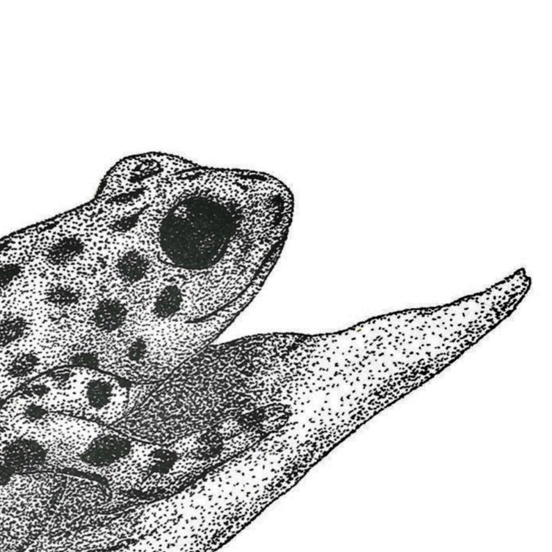 Pointillism Poison Dart Frog Print - Etsy Canada