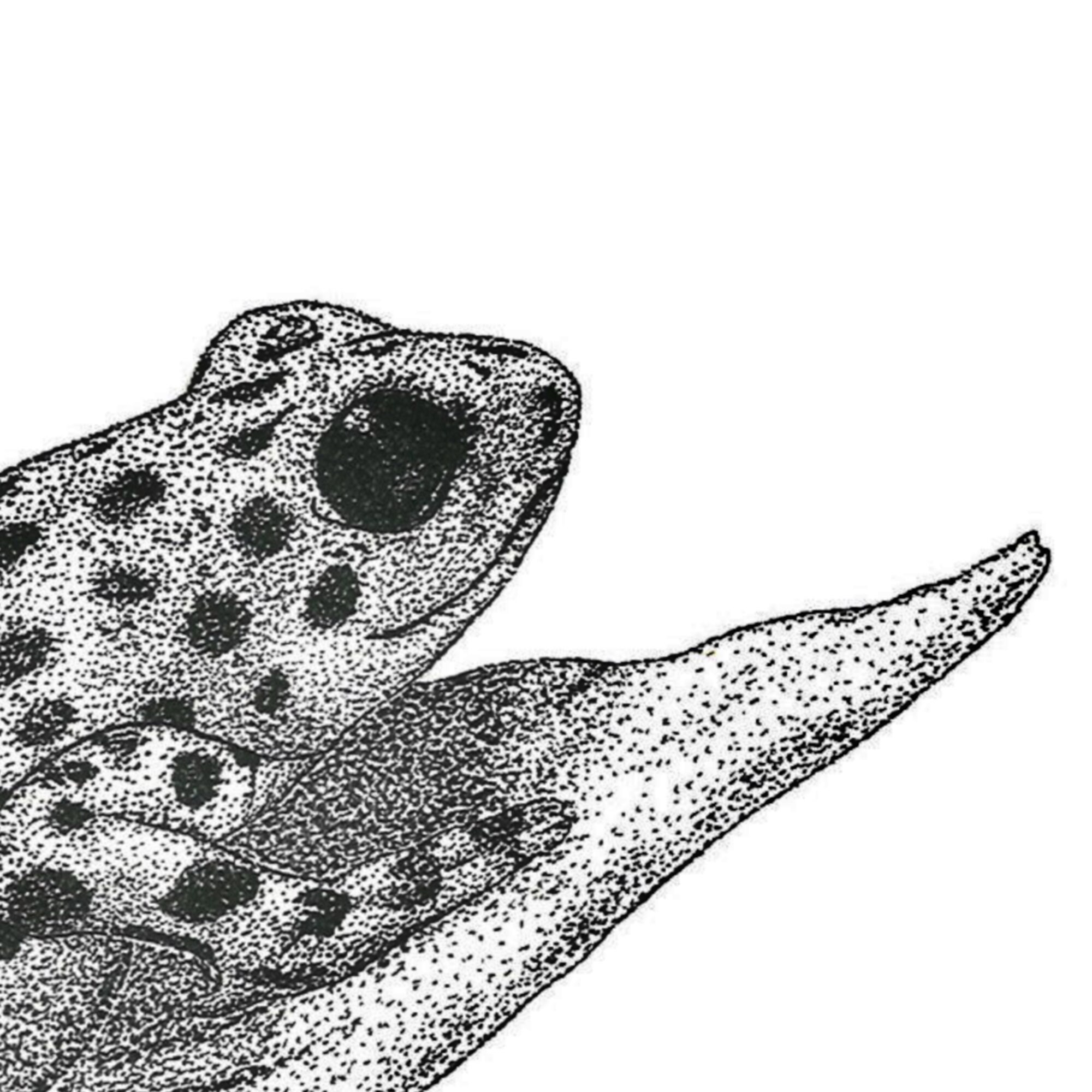 Pointillism Poison Dart Frog Print - Etsy