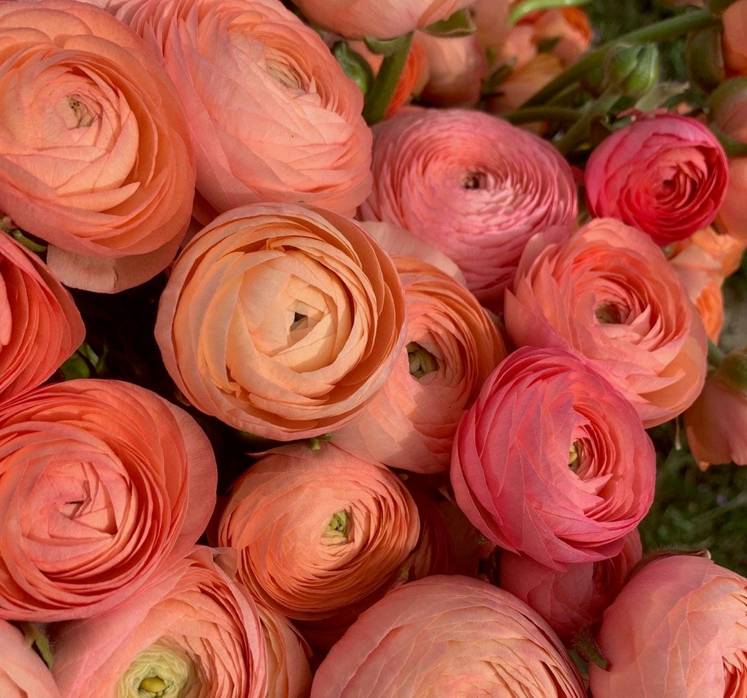 Labelle Salmon Ranunculus Corms 10 - Etsy
