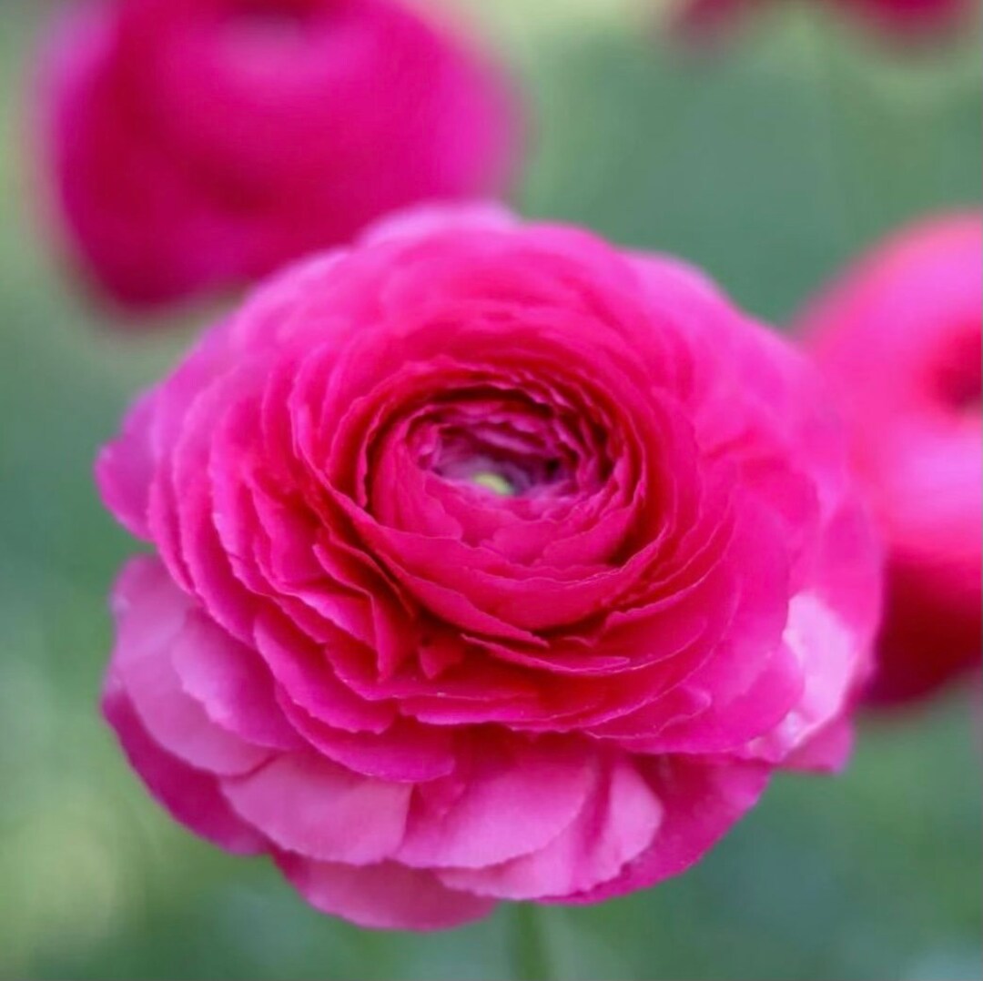 Elegance Ciclamino Ranunculus Corms 5 - Etsy