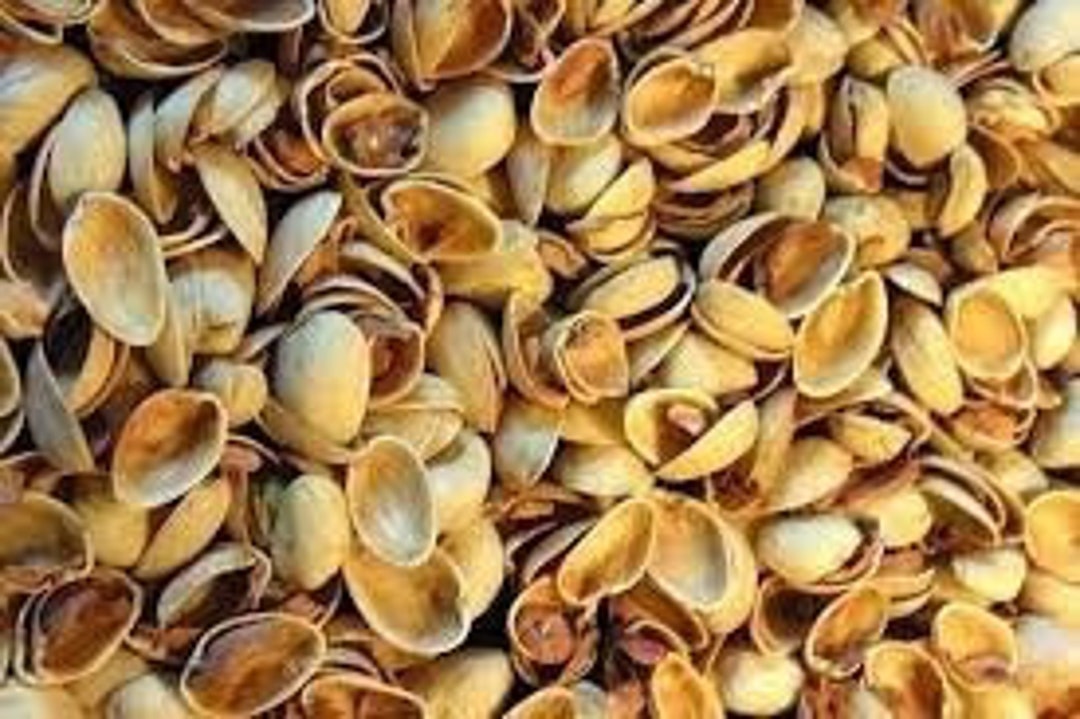 Pistachio Shells Shells for Crafting Composting Pest Repellent - Etsy