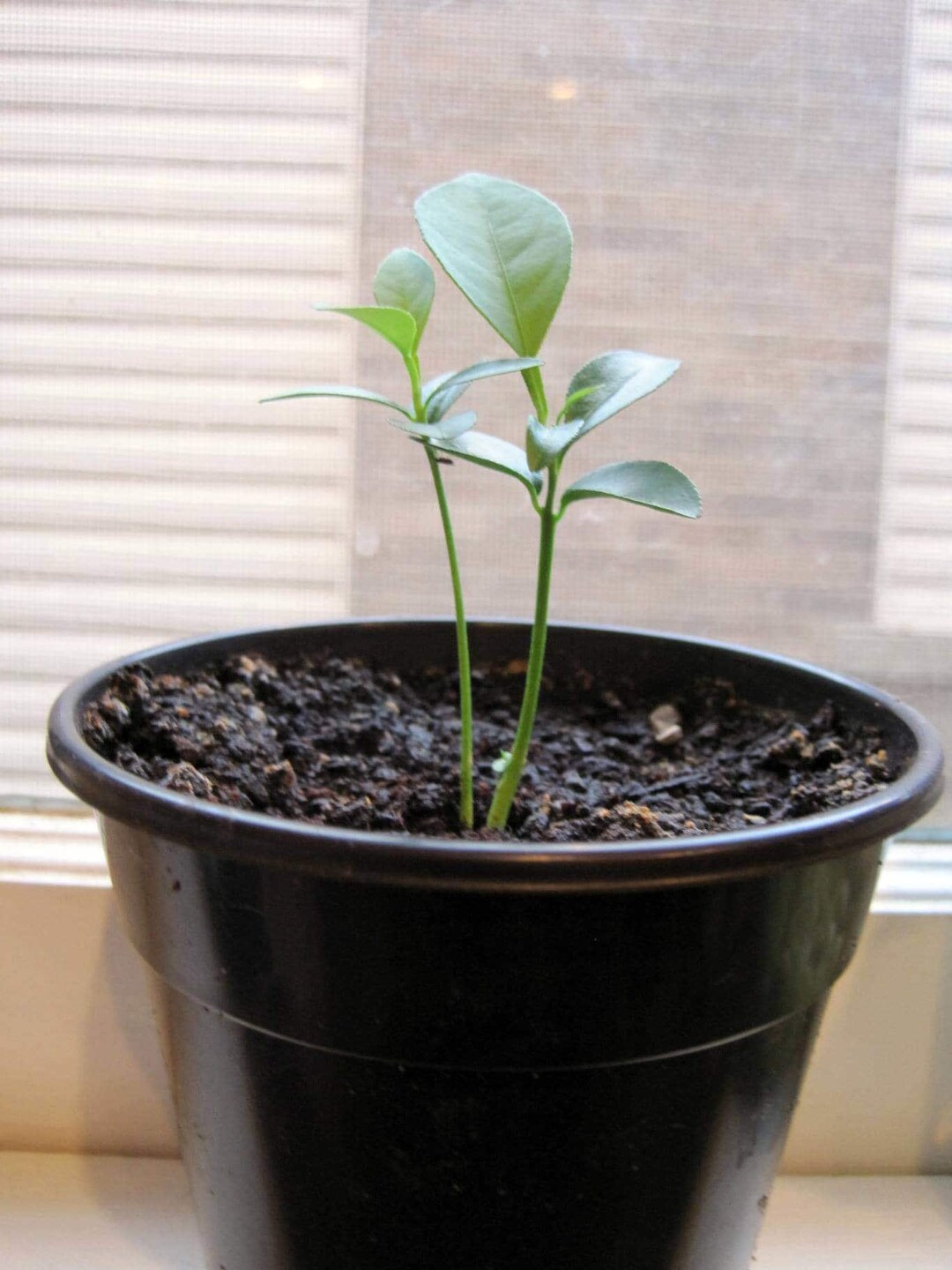 Live Ruby Red Grapefruit Tree Seedling 3 Pot Rooted Plant Ships in ...