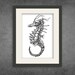 Yokai Octopus Ink Sketch Art Print Japanese Ink Illustration Octopus ...