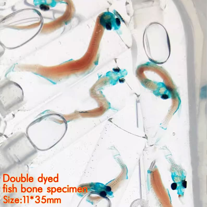 Real Transparent Stained Fish Skeleton Specimen, Hyaline Bone Specimen ...