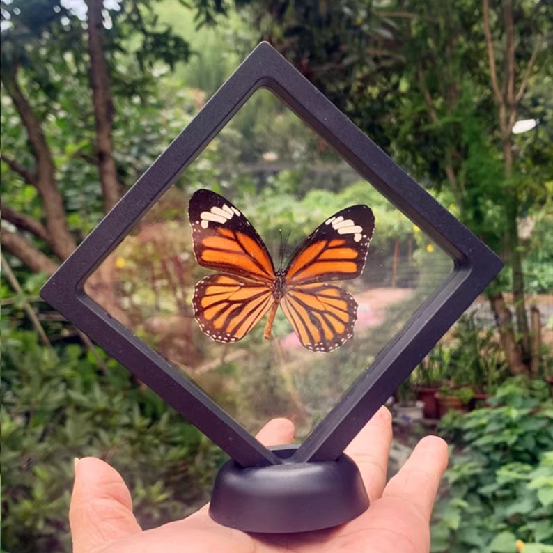 Real Butterfly Insect Specimen, Real Butterfly Insect Wth Frame ...