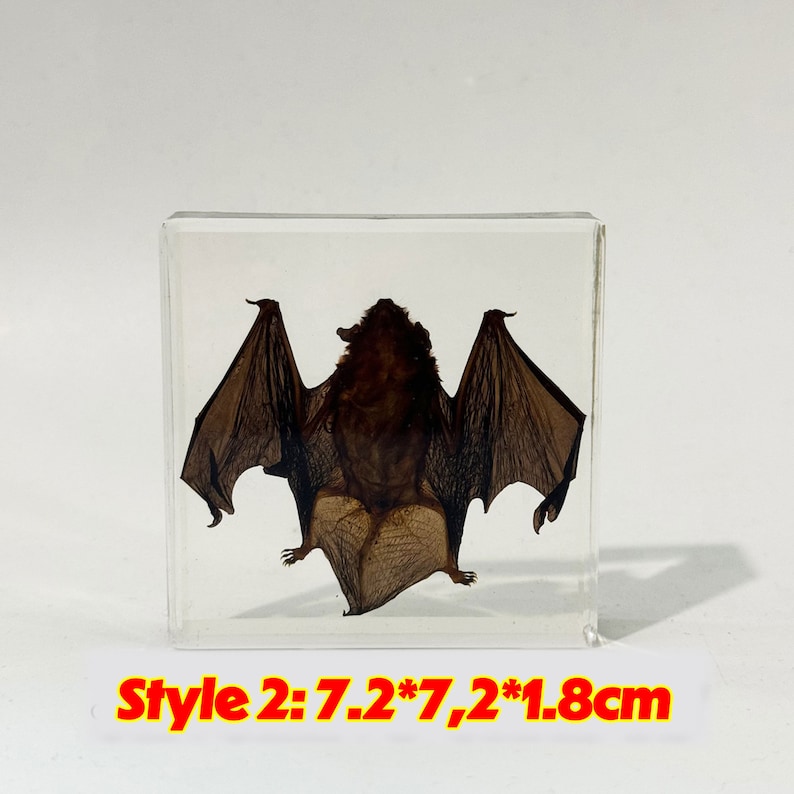 Real Bat Insect Specimen, Bat Skeleton Animal Taxidermy in Resin, Resin ...