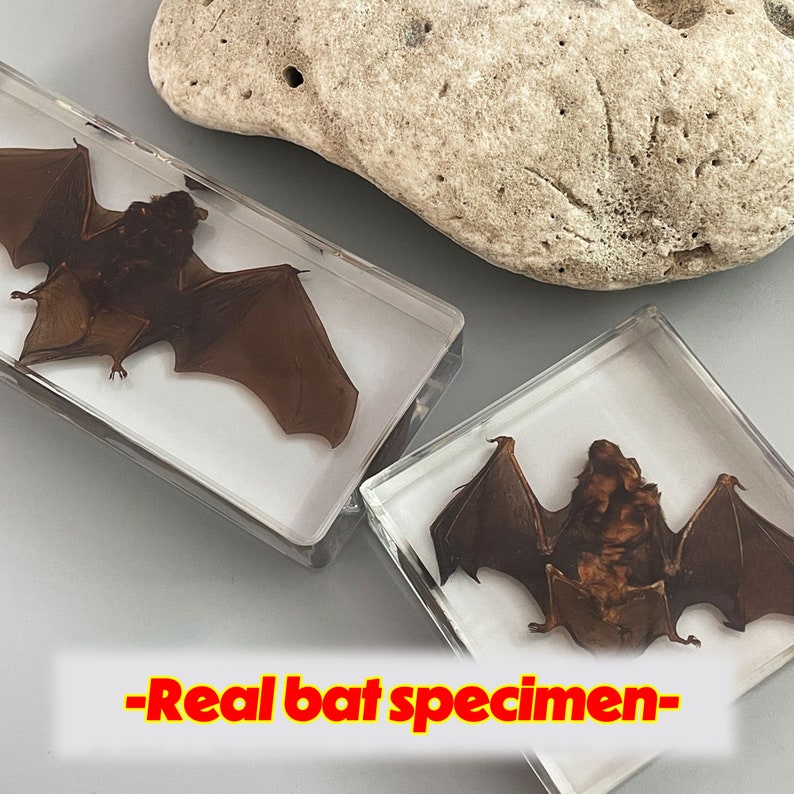 Real Bat Insect Specimen, Bat Skeleton Animal Taxidermy in Resin, Resin ...
