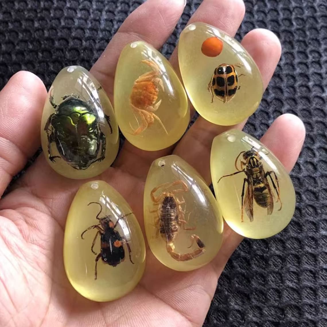 Real Beetles Resin Insect Specimen, Mixed Real Beetles Taxidermy Insect ...