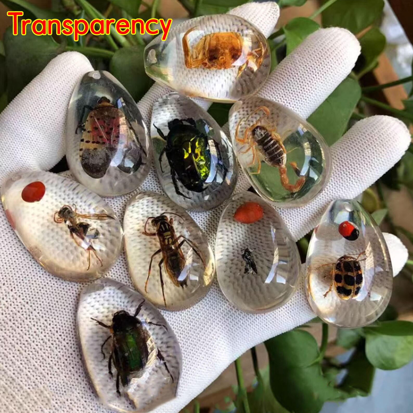 Real Beetles Resin Insect Specimen, Mixed Real Beetles Taxidermy Insect ...