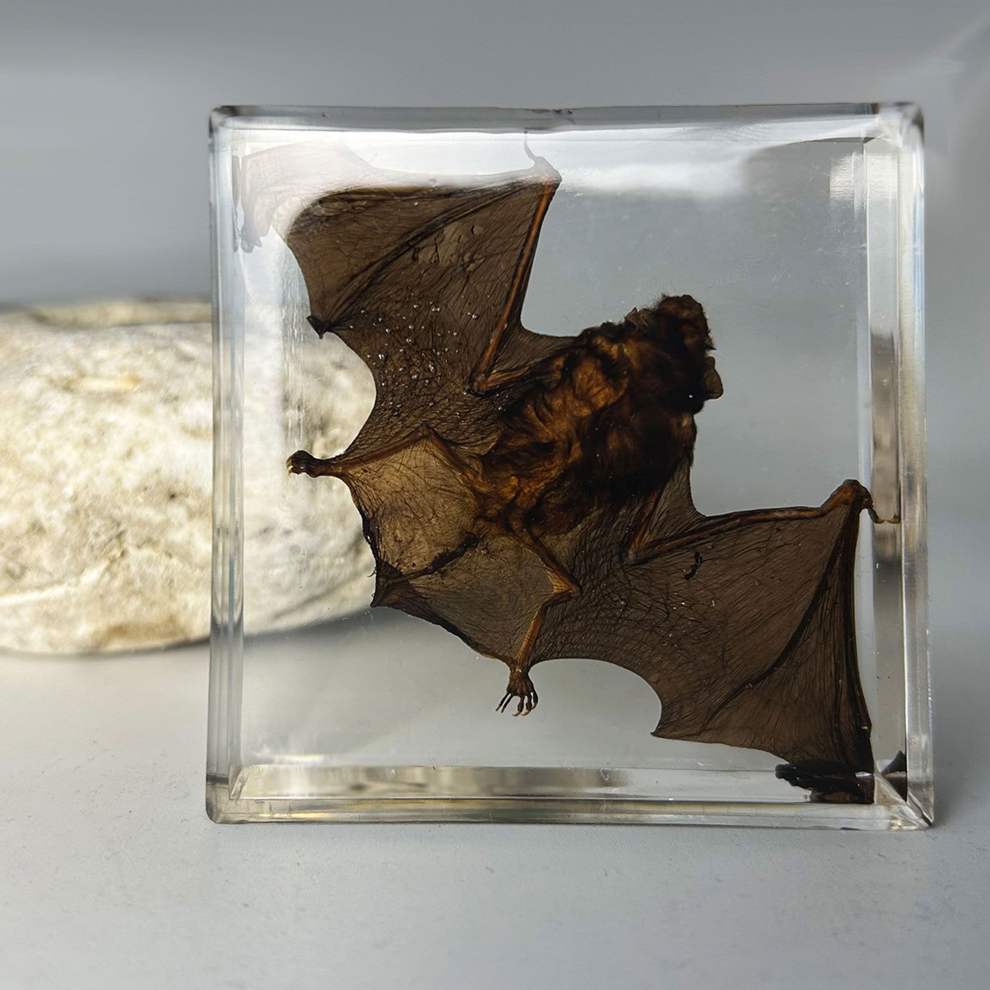 Real Bat Insect Specimen, Bat Skeleton Animal Taxidermy in Resin, Resin ...