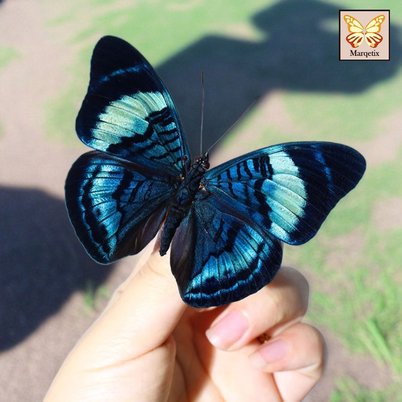 Butterfly Display - Etsy
