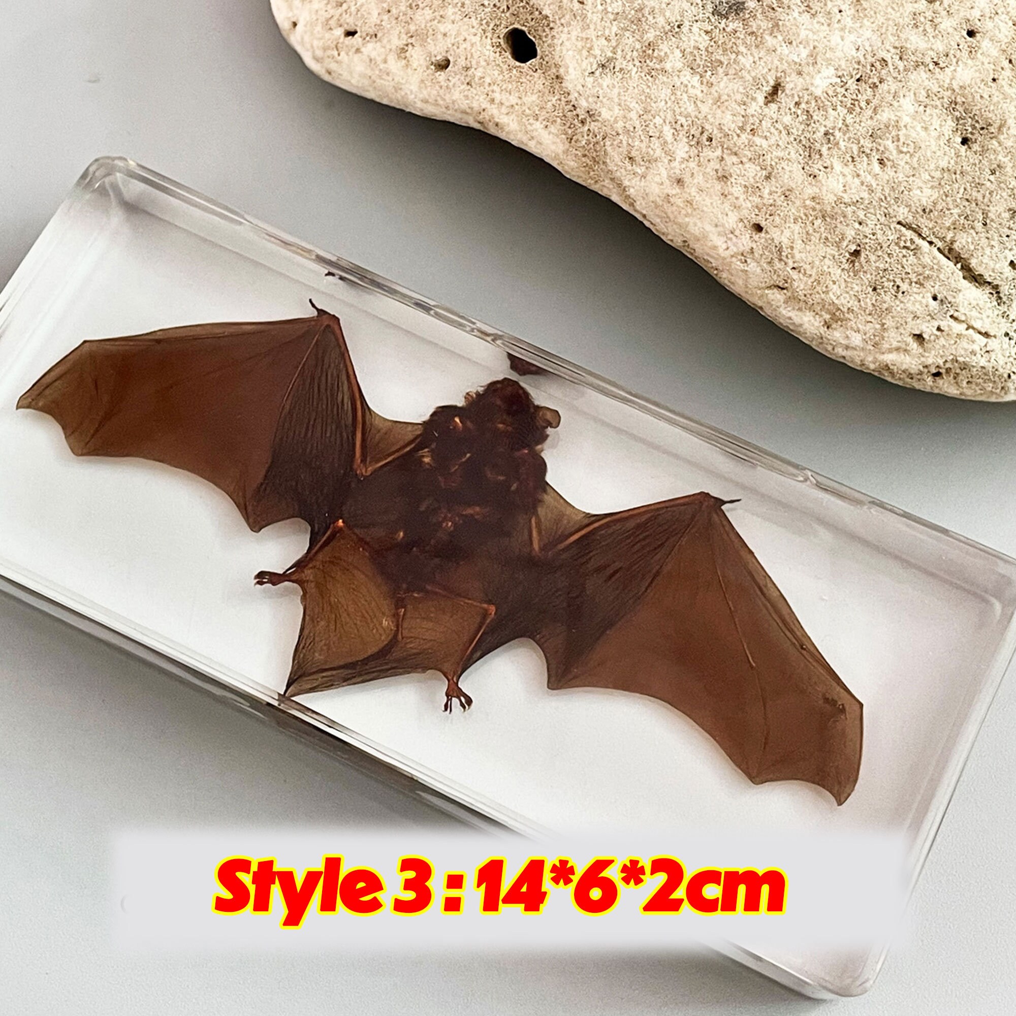 Real Bat Insect Specimen, Bat Skeleton Animal Taxidermy in Resin, Resin ...