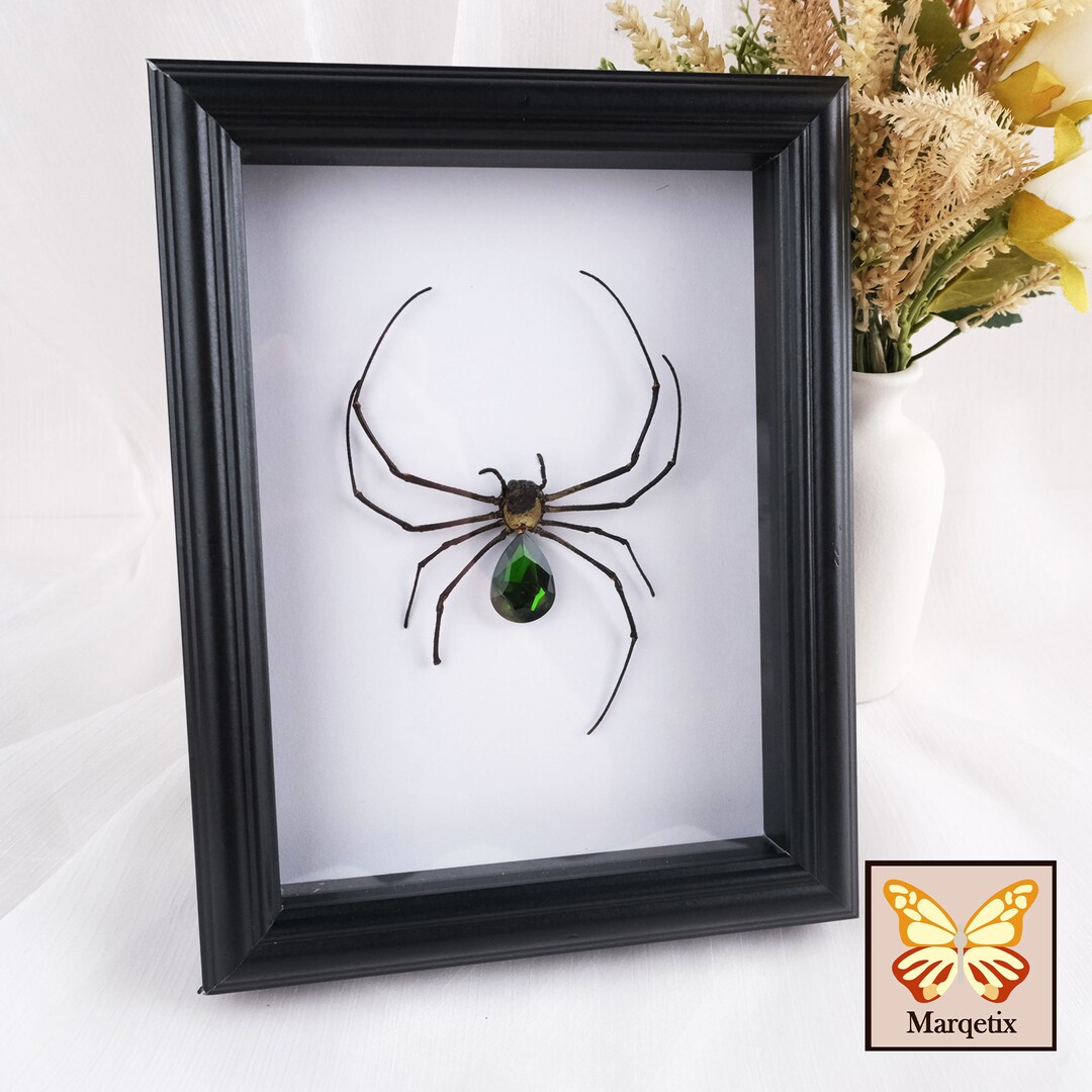 Real Spider Insect Specimen, Spider Specimen With Frame, Gem Spider ...