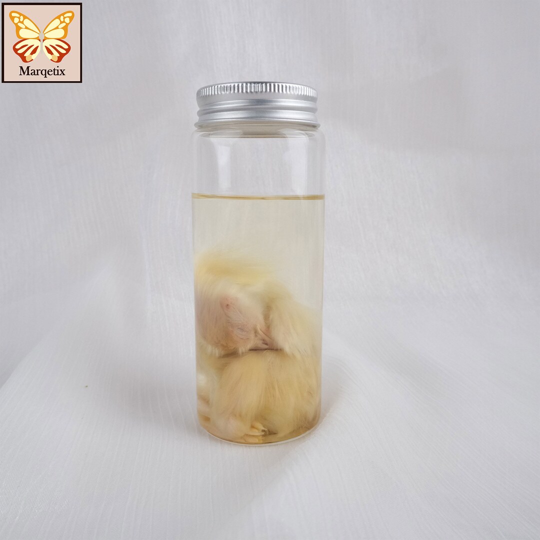 Real Baby Chick Wet Specimen, Chick Specimen, Wet Specimen in Glass ...