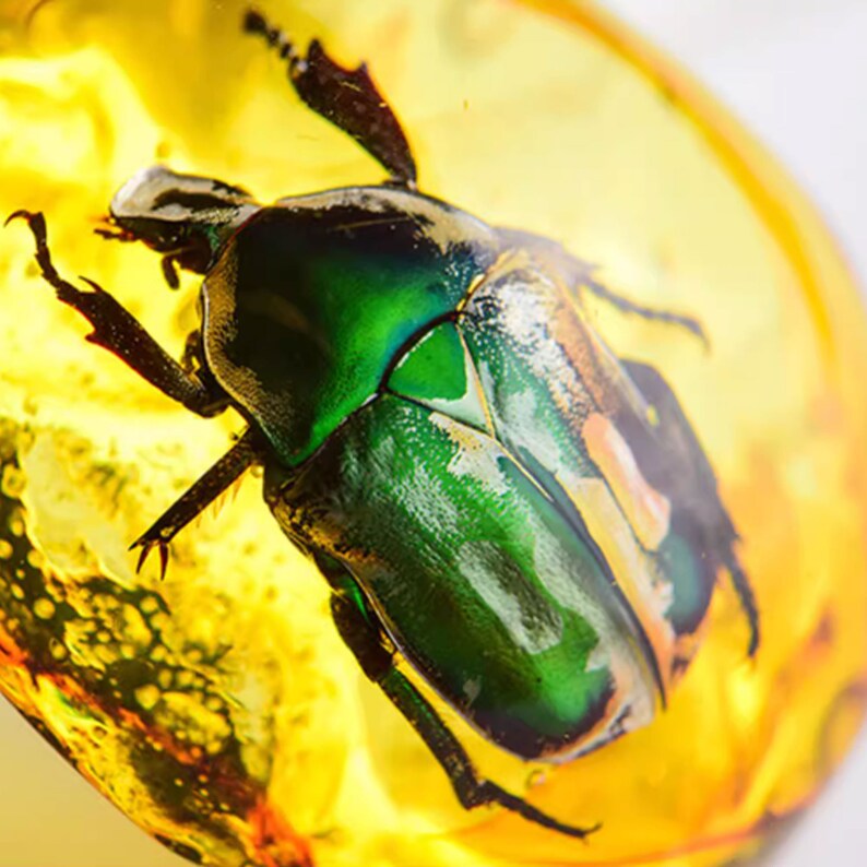Real Beetles Resin Insect Specimen, Resin Beetles Insect Pendant ...