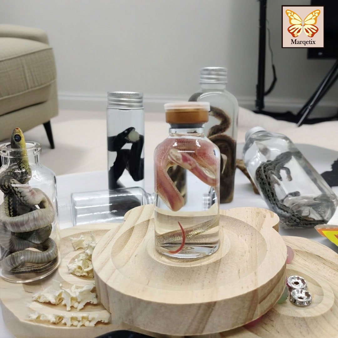 Real Snake Wet Specimen, Real Jar Filled With Wet, Real Animal Specimen ...
