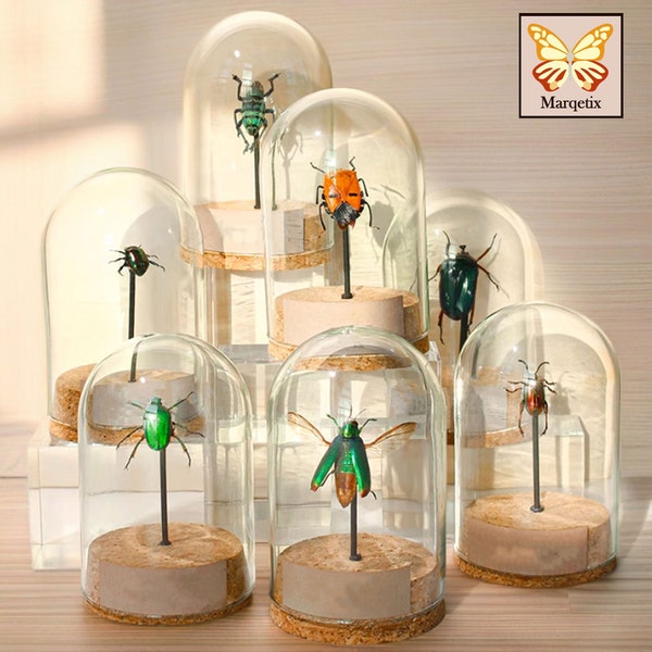 Bug Display Jar - Etsy