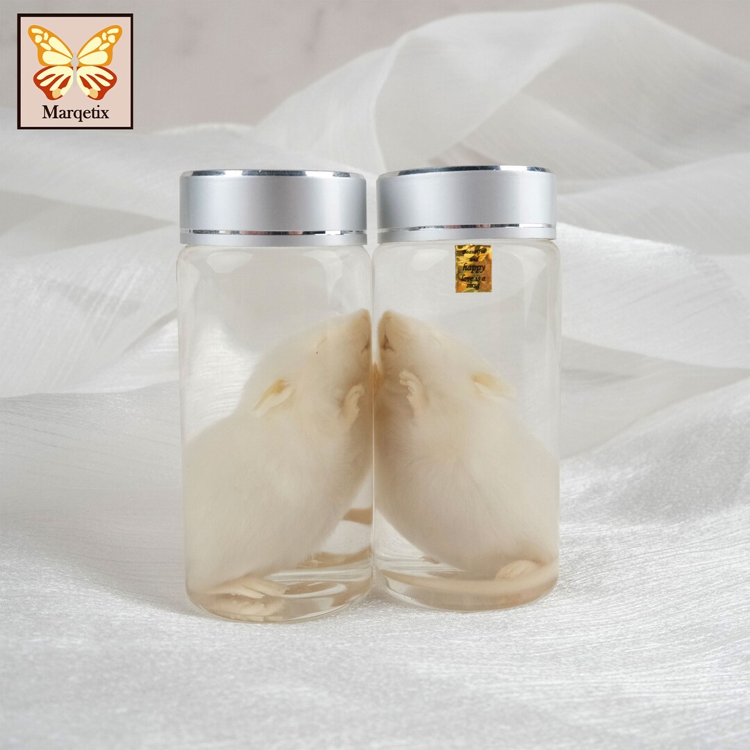 Real Mouse Animal Wet Specimen, White Mouse Soaked Specimen, Real ...