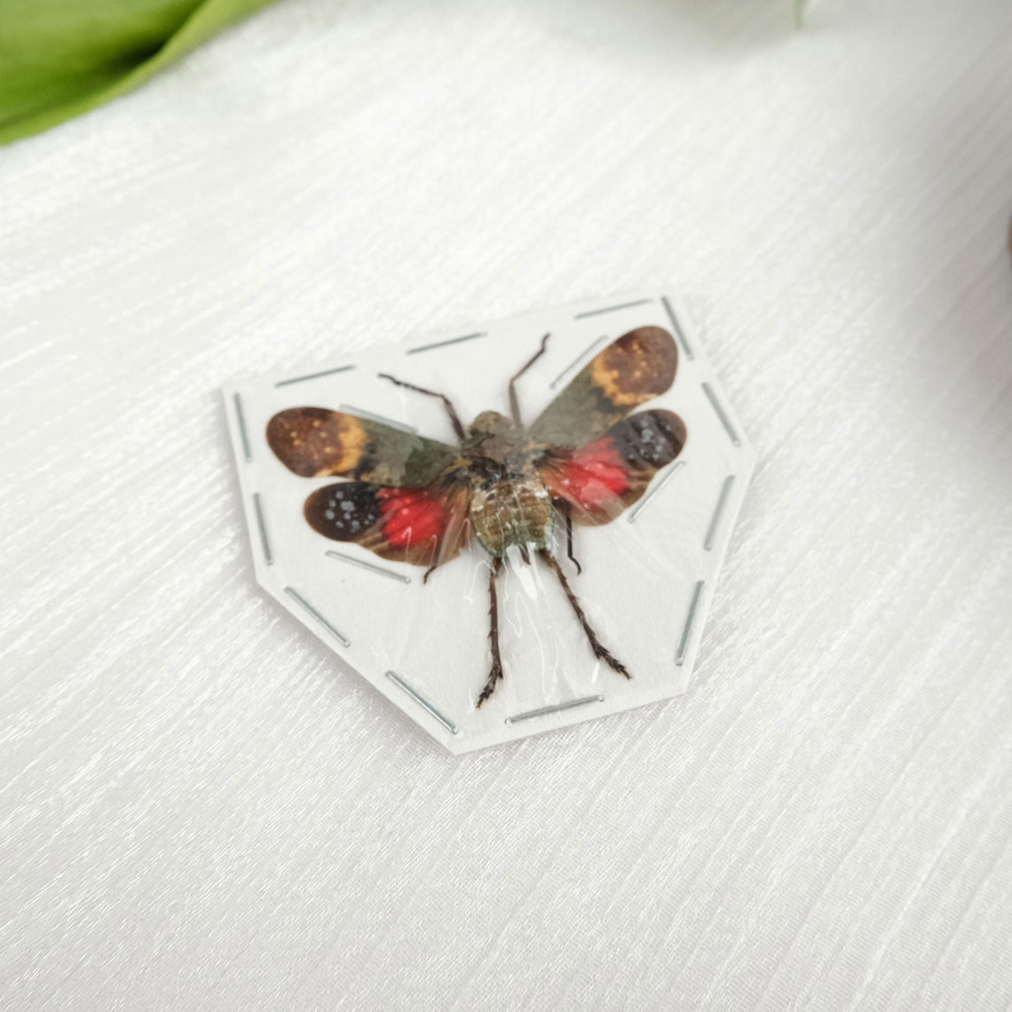 Real Cicada Insect Specimen, Black and Red Cicada, Penthicodes Tarinosa ...