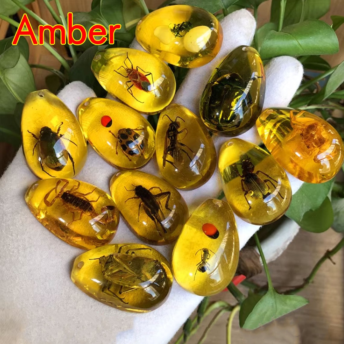 Real Beetles Resin Insect Specimen, Mixed Real Beetles Taxidermy Insect ...