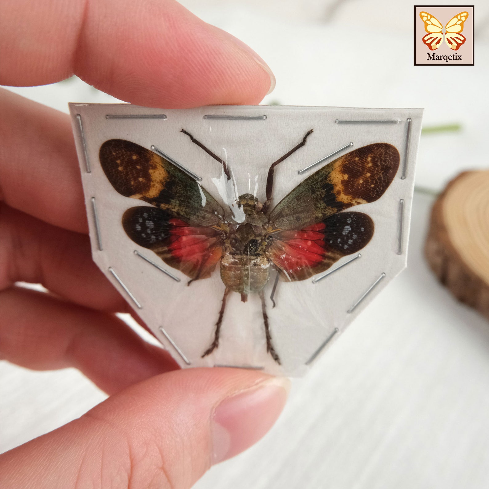 Real Cicada Insect Specimen, Black and Red Cicada, Penthicodes Tarinosa, Papered Specimen Spread ...