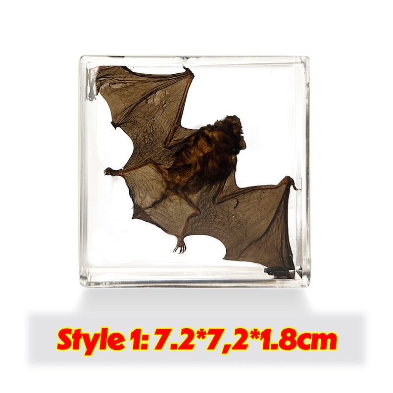 Real Bat Insect Specimen, Bat Skeleton Animal Taxidermy in Resin, Resin ...
