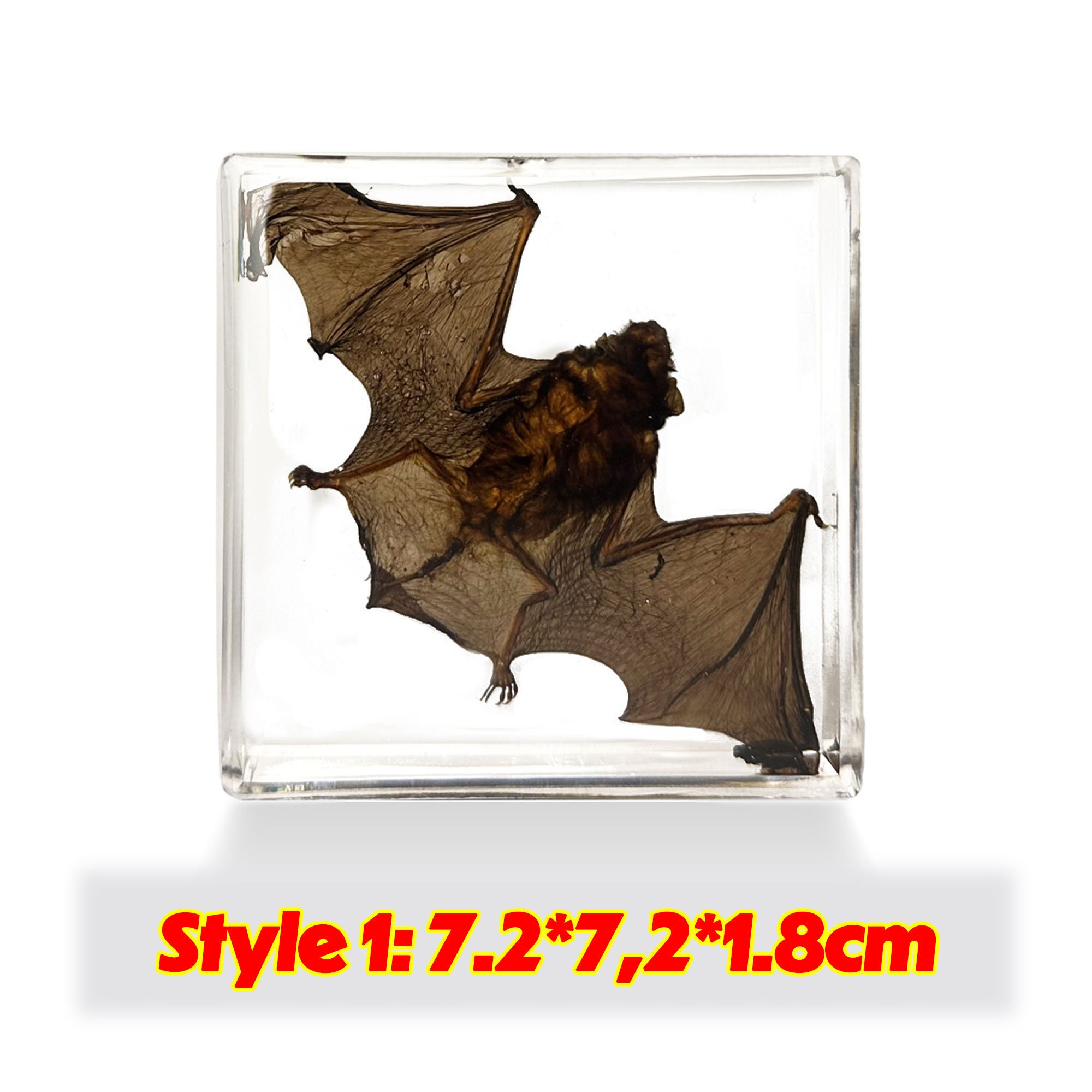 Real Bat Insect Specimen, Bat Skeleton Animal Taxidermy in Resin, Resin ...