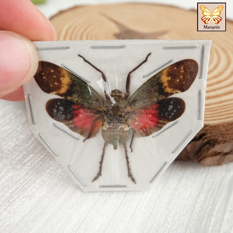 Real Cicada Insect Specimen, Black and Red Cicada, Penthicodes Tarinosa, Papered Specimen Spread ...